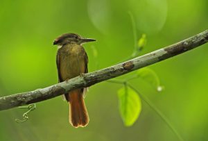 30 Birds With Hair You Need To See To Believe (Inc. Awesome Photos ...