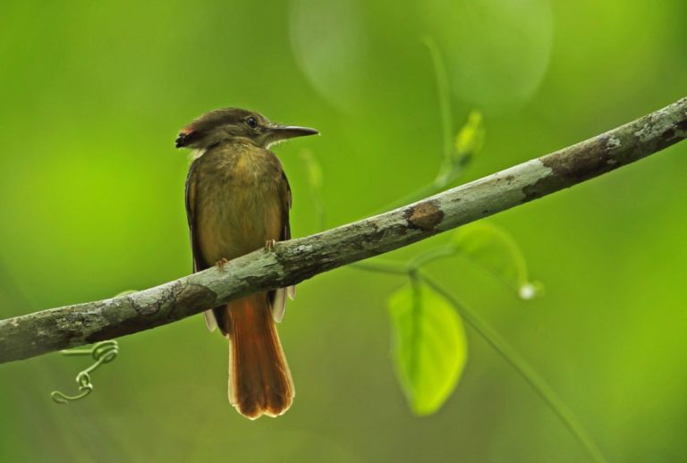 30 Birds With Hair You Need To See To Believe (Inc. Awesome Photos ...