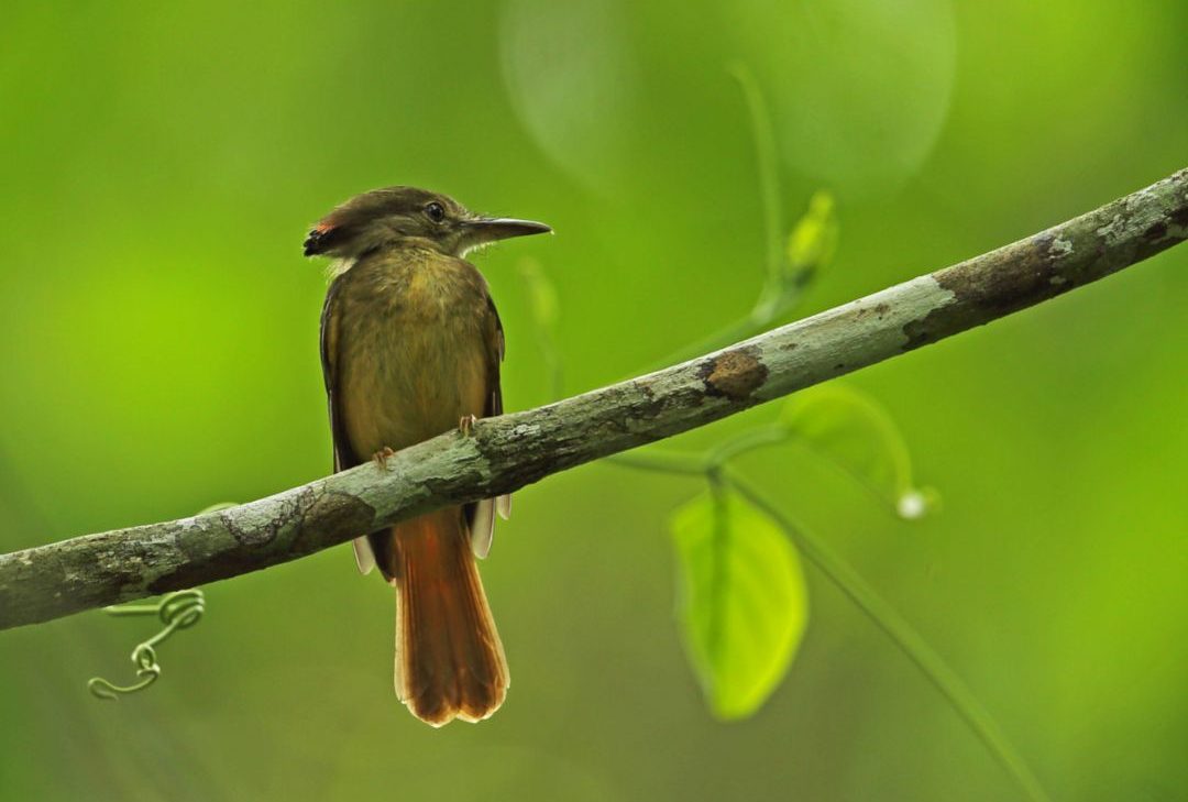 30 Birds With Hair You Need To See To Believe (Inc. Awesome Photos ...
