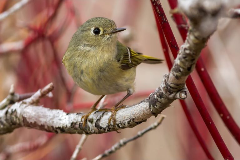 13 Birds With Crests Of North America (Inc. Awesome Photos) 13 Birds With Crests Of North America (Inc. Awesome Photos)