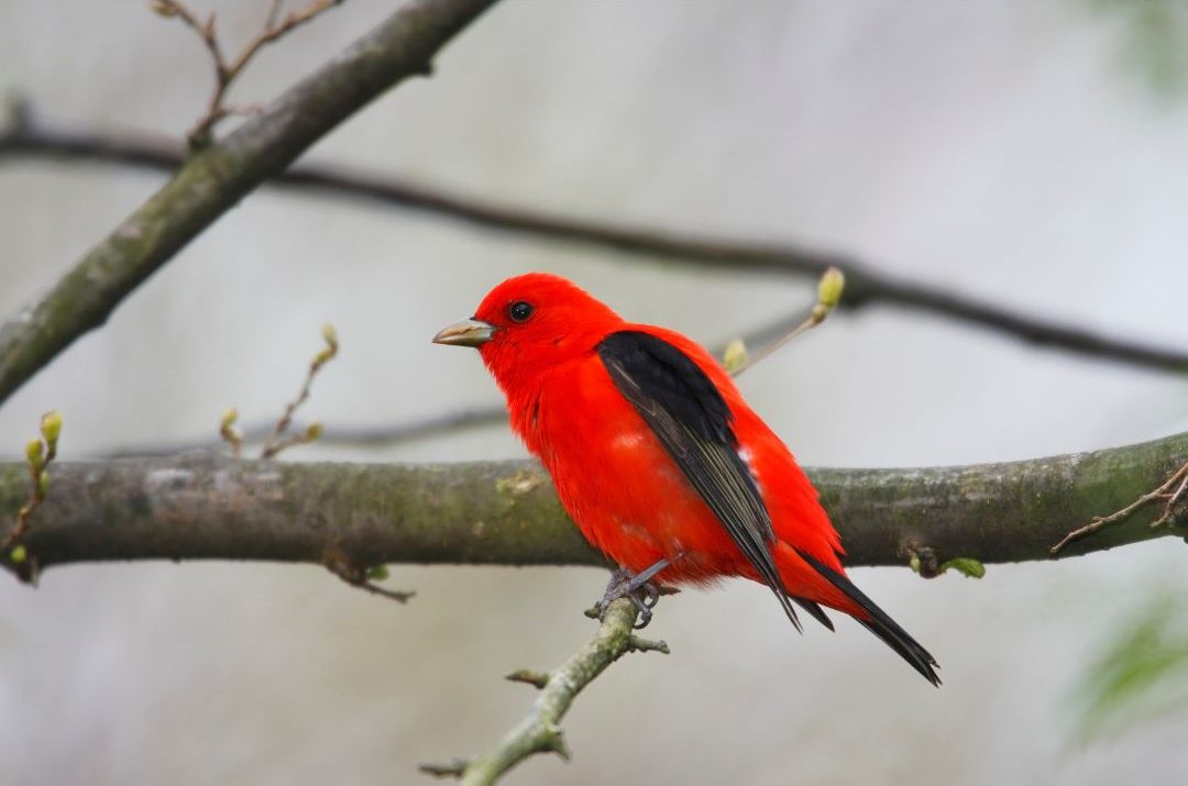 25 Birds with Red Heads North America Inc. Awesome Photos)