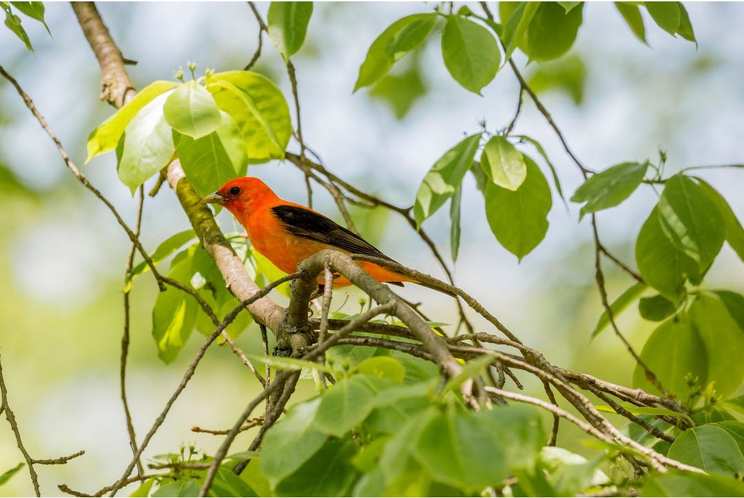 10 Red Birds in Pennsylvania (Inc. Awesome Photos)