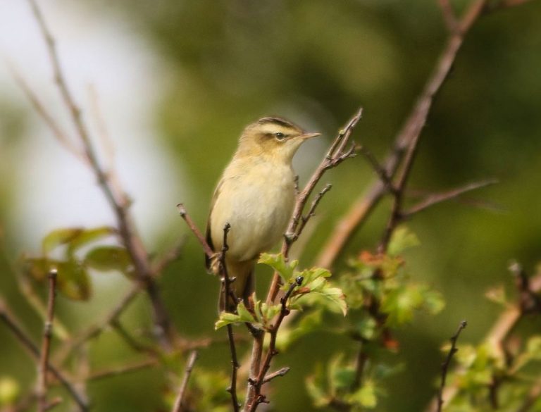 15 Small Brown Birds with Long Beaks (Inc. Awesome Photos)