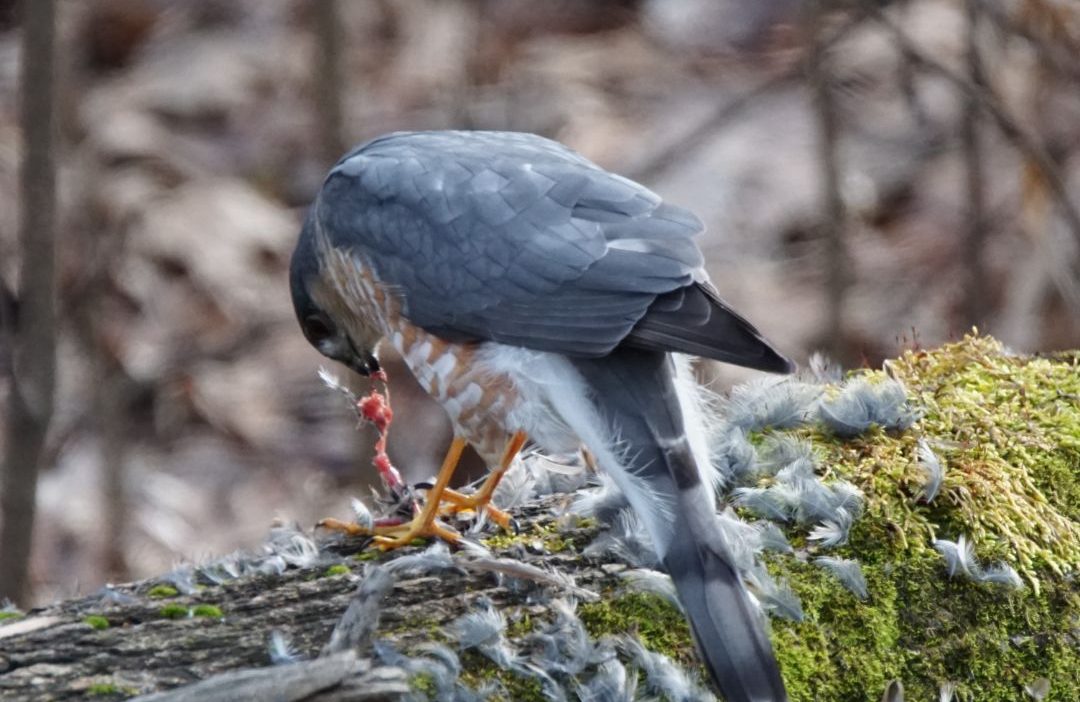10 Species of Hawks in Minnesota (Inc. Awesome Photos)