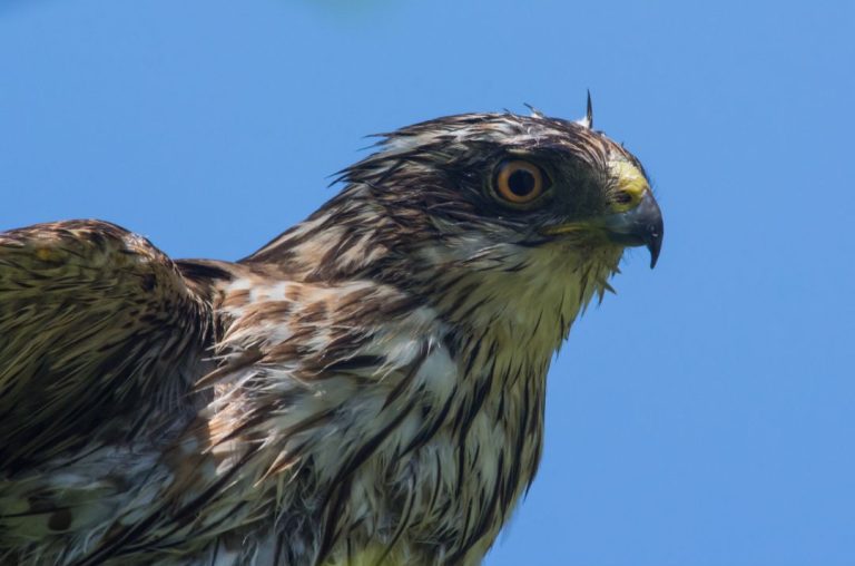 10 Species of Hawks in Wisconsin (Inc. Awesome Photos)