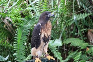 13 Hawks in Florida (Inc. Awesome Photos)