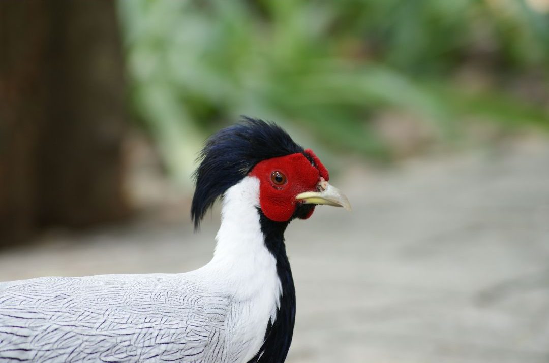 30 Birds With Hair You Need To See To Believe (Inc. Awesome Photos ...