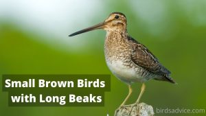 15 Small Brown Birds with Long Beaks (Inc. Awesome Photos)