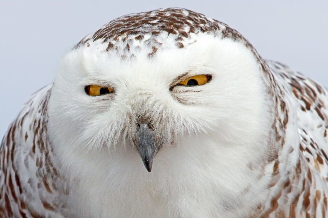 8 Types of Owls in Georgia (Inc. Awesome Photos)