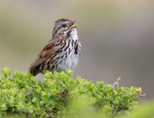 34 Backyard Birds of the Pacific Northwest (Inc. Awesome Photos ...