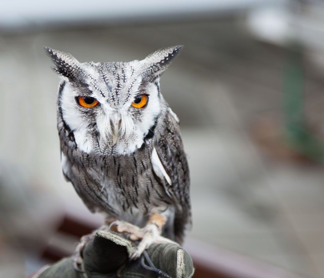 The Top 15 Cutest Owls in the World (Inc. Awesome Photos)