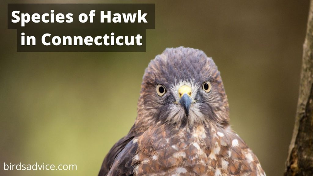 8 Species of Hawk in Connecticut (Inc. Awesome Photos)