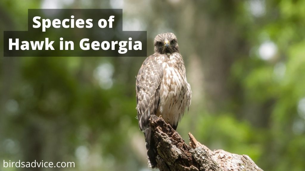 6 Species of Hawk in Georgia (Inc. Awesome Photos)