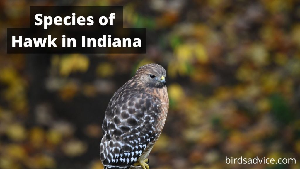 7 Species of Hawk in Indiana (Inc. Awesome Photos)