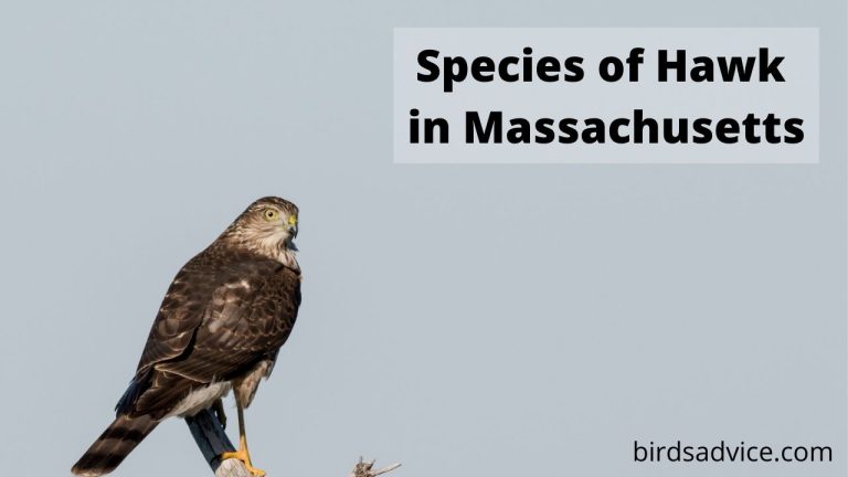 8 Species of Hawk in Massachusetts (Inc. Awesome Photos)