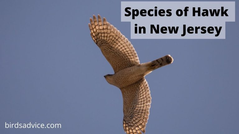 8 Species of Hawk in New Jersey (Inc. Awesome Photos)