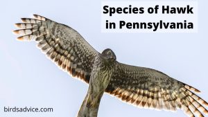8 Species of Hawk in Pennsylvania (Inc. Awesome Photos)