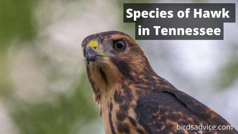 7 Species of Hawk in Tennessee (Inc. Awesome Photos)