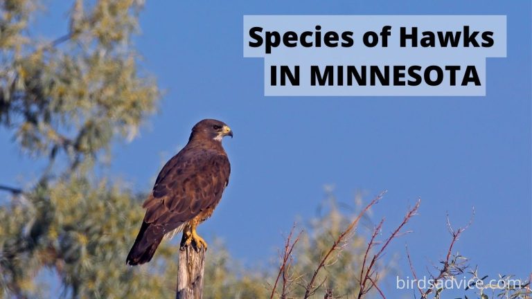 10 Species of Hawks in Minnesota (Inc. Awesome Photos)