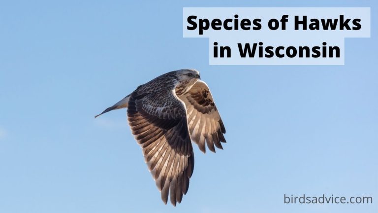 10 Species of Hawks in Wisconsin (Inc. Awesome Photos)