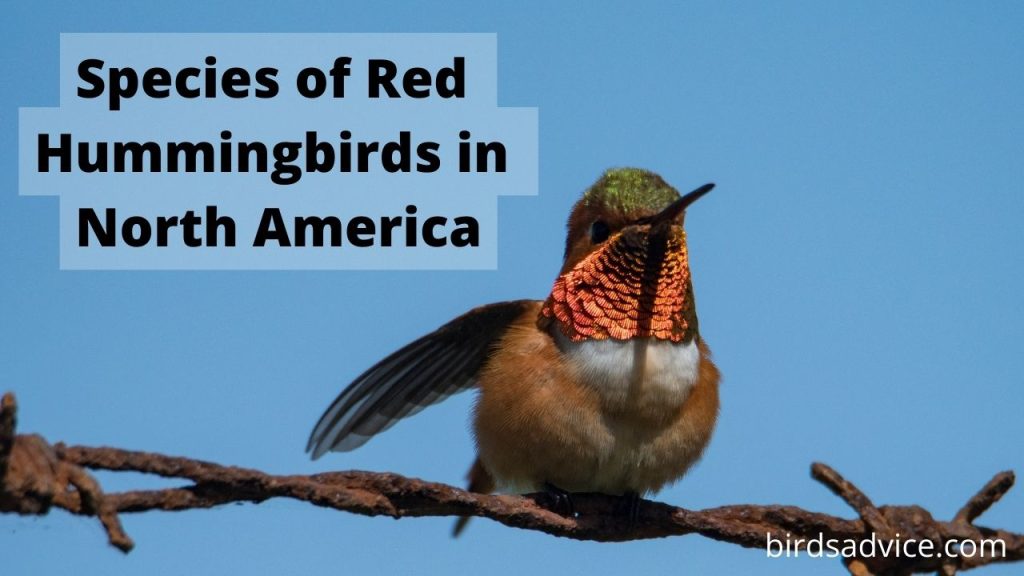 7 Species of Red Hummingbirds in North America (Inc. Awesome Photos)