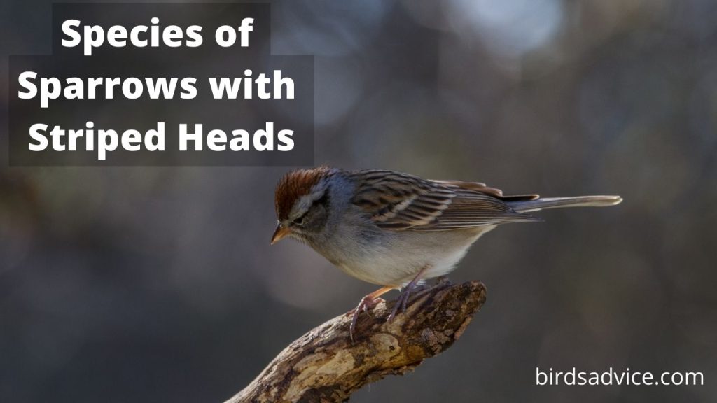6 Species of Sparrows with Striped Heads (Inc. Awesome Photos)