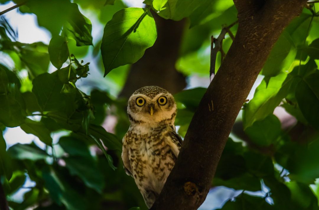 The Top 15 Cutest Owls in the World (Inc. Awesome Photos)