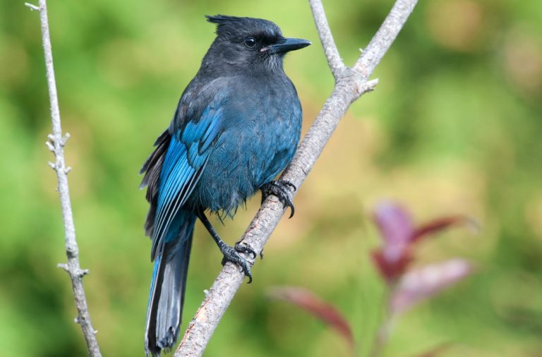 34 Backyard Birds of the Pacific Northwest (Inc. Awesome Photos ...