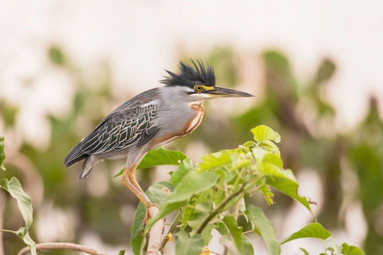 25+ Fabulous Birds With Mohawks (Inc. Awesome Photos)