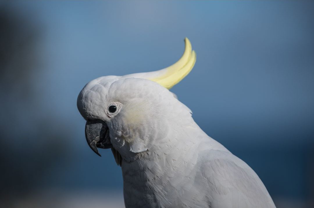 30 Birds With Hair You Need To See To Believe (Inc. Awesome Photos ...