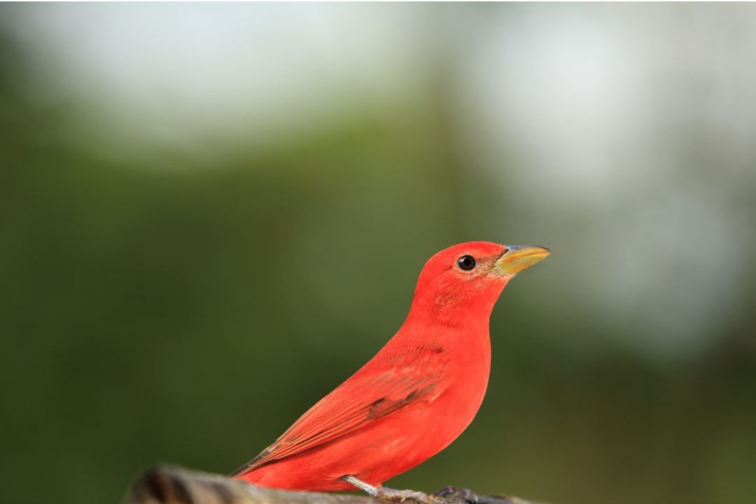 14+ Red Birds in Texas (Inc. Awesome Photos)