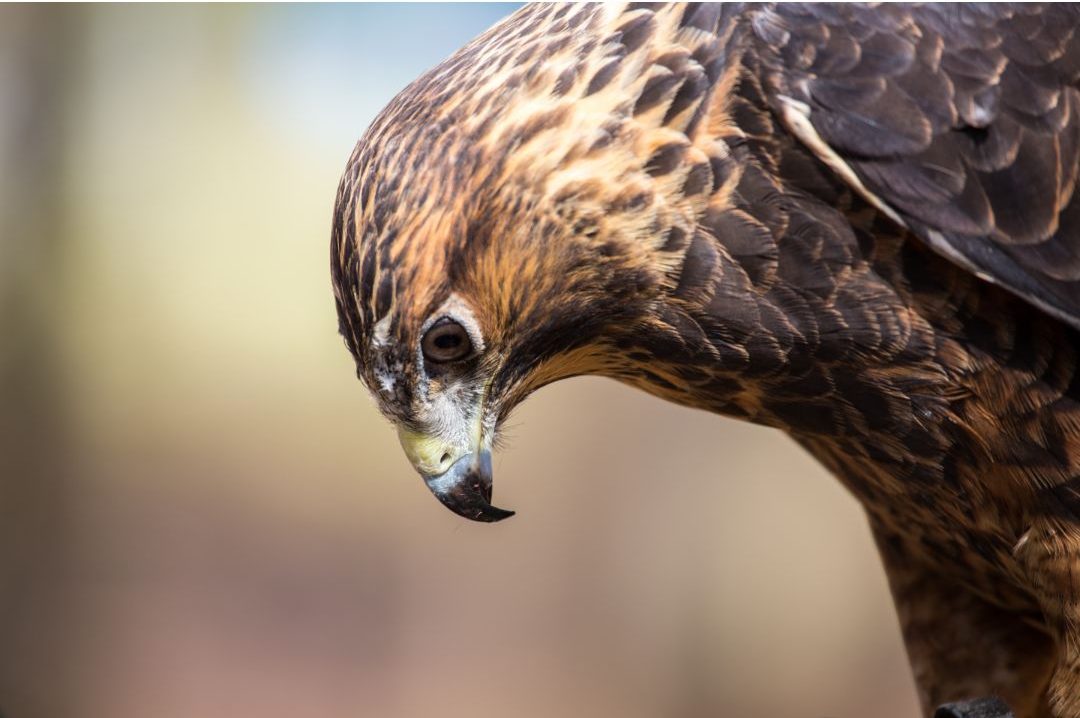 10 Species of Hawks in Wisconsin (Inc. Awesome Photos)