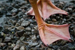 Ducks Feet - Everything You Need To Know (inc. Photos)