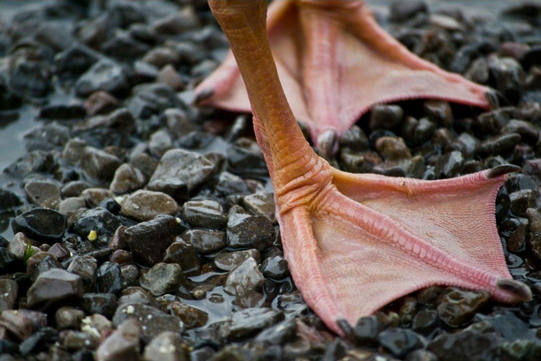 Ducks Feet - Everything You Need To Know (inc. Photos)