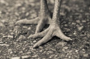 Ducks Feet - Everything You Need To Know (inc. Photos)