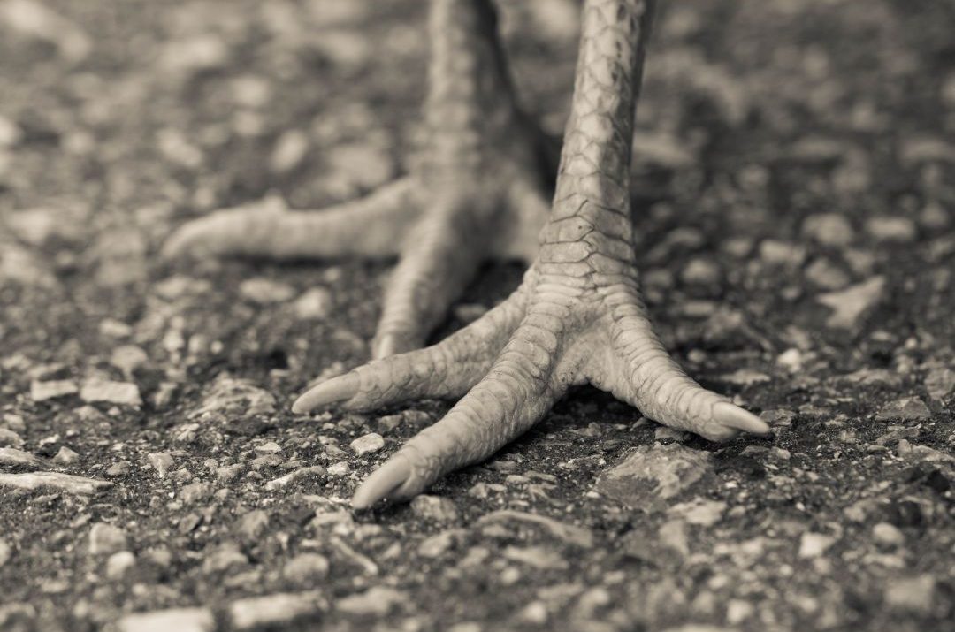 Ducks Feet - Everything You Need To Know (inc. Photos)