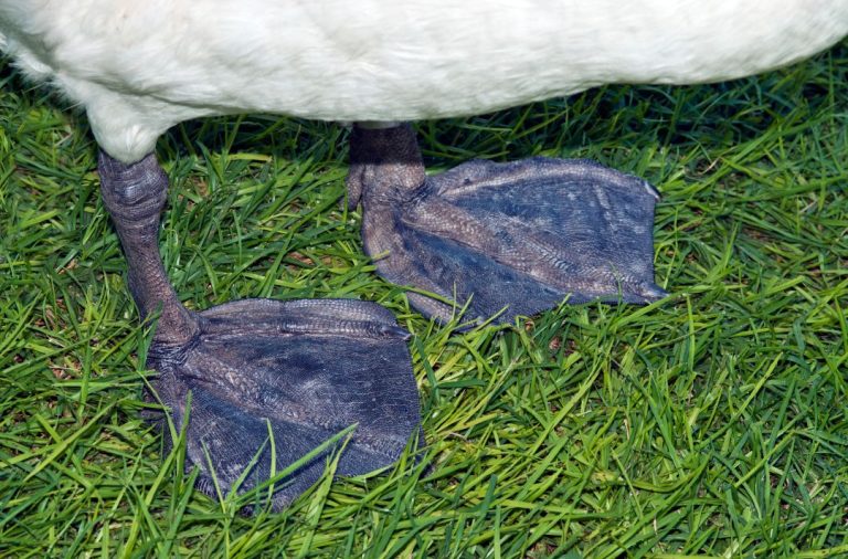 Ducks Feet - Everything You Need To Know (inc. Photos)