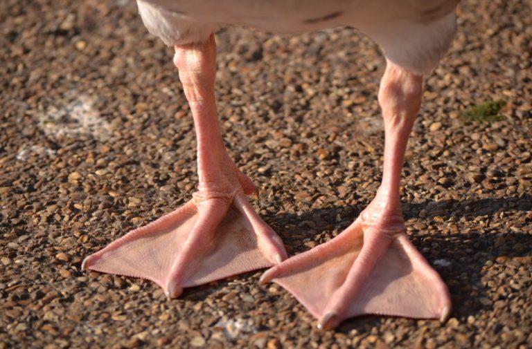 Ducks Feet - Everything You Need To Know (inc. Photos)