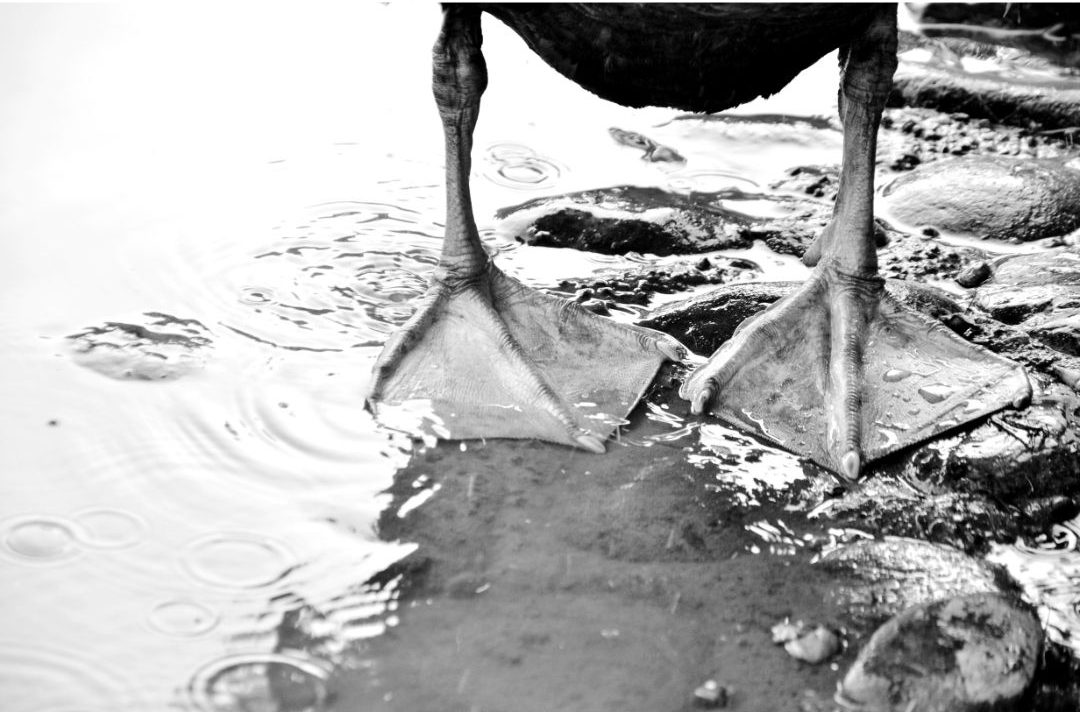 Ducks Feet - Everything You Need To Know (inc. Photos)