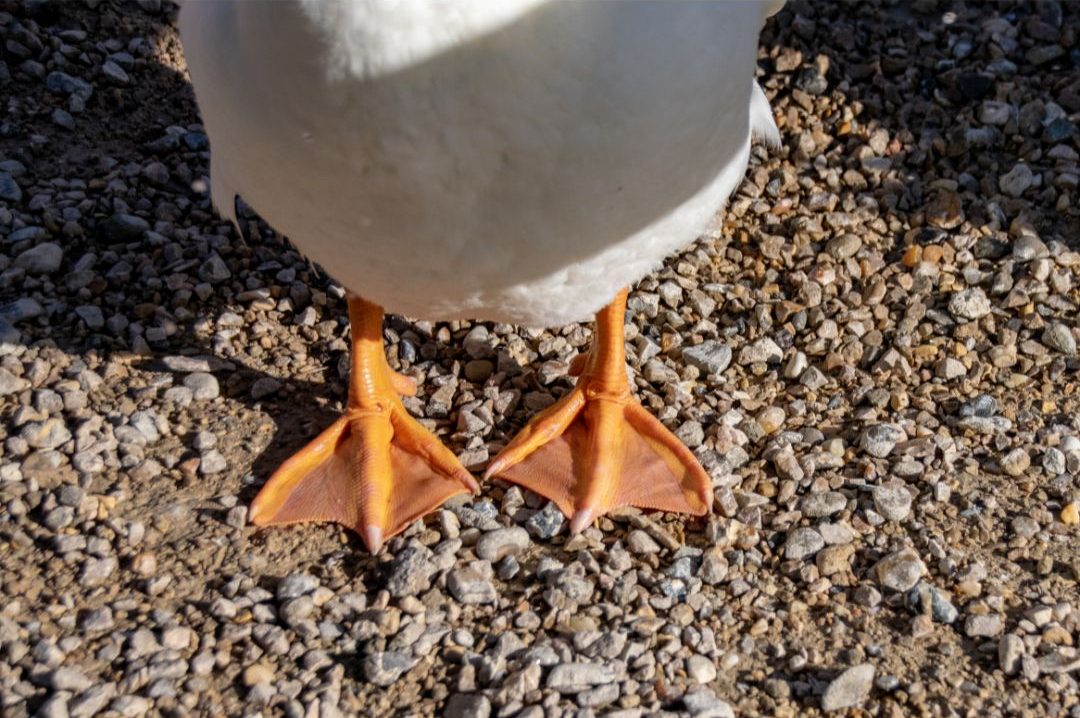 Ducks Feet - Everything You Need To Know (inc. Photos)