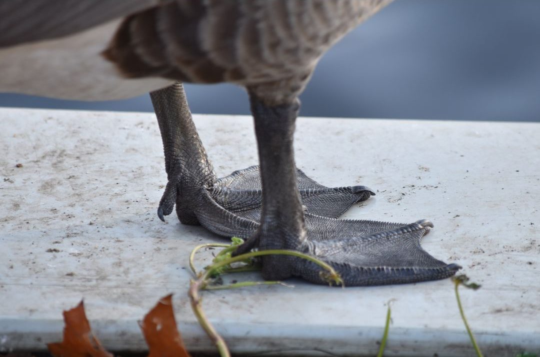 Ducks Feet - Everything You Need To Know (inc. Photos)