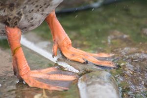 Ducks Feet - Everything You Need To Know (inc. Photos)