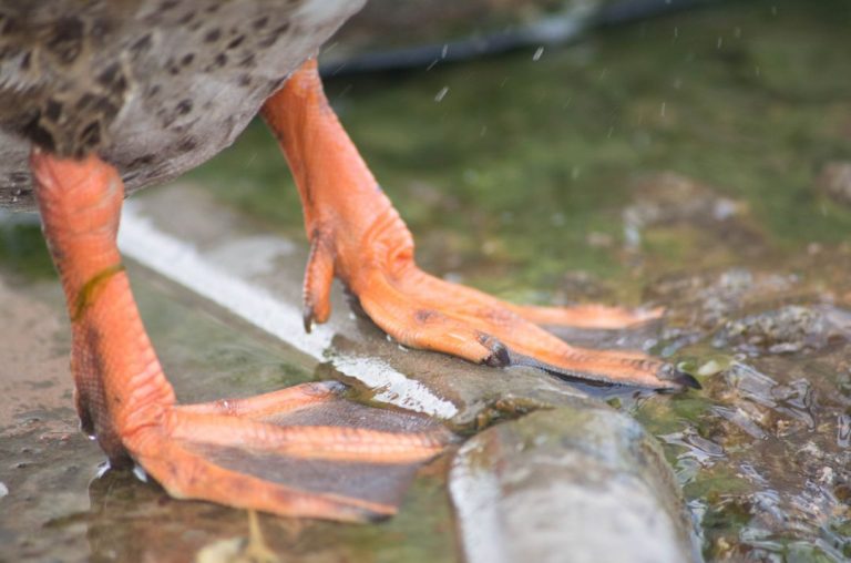 Ducks Feet - Everything You Need To Know (inc. Photos)
