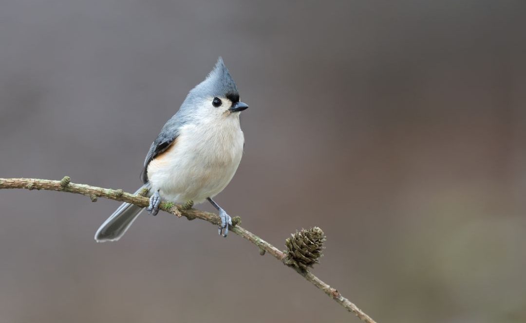 13 Small Gray Birds with White Bellies (Inc. Awesome Photos)