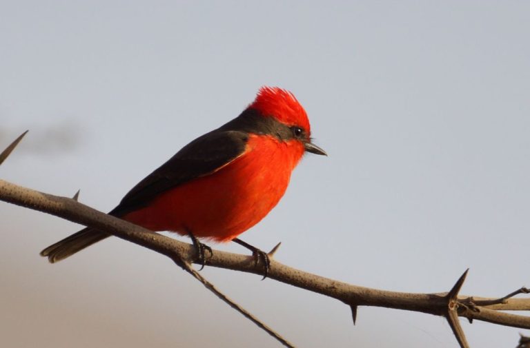 25 Birds with Red Heads North America Inc. Awesome Photos)