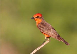 14+ Red Birds in Texas (Inc. Awesome Photos)