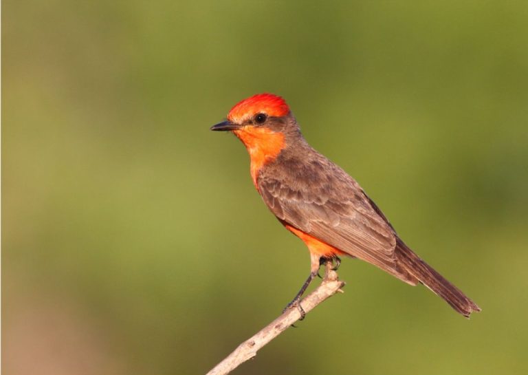 14+ Red Birds in Texas (Inc. Awesome Photos)