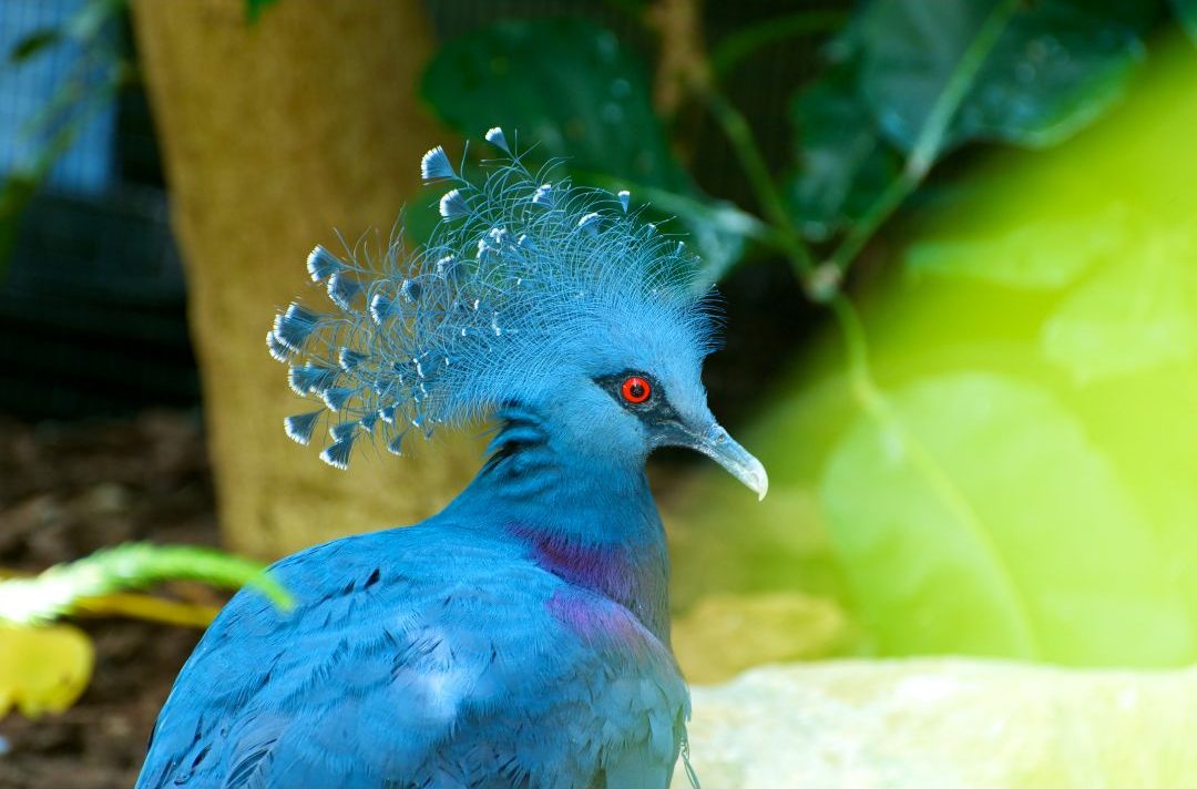 30 Birds With Hair You Need To See To Believe (Inc. Awesome Photos ...