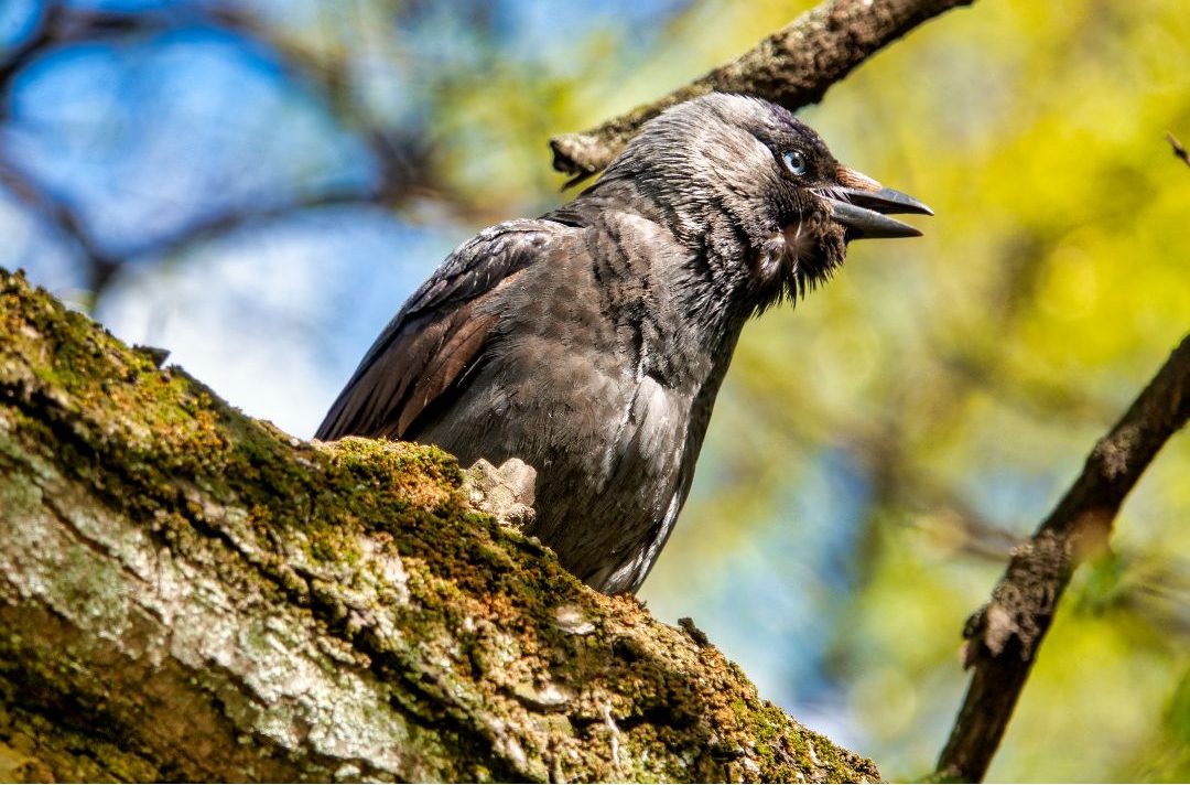 19 Birds That Eat Dead Animals (Inc. Awesome Photos) - Birds Advice