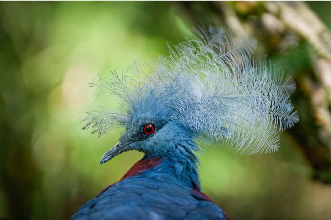 30 Birds With Hair You Need To See To Believe (Inc. Awesome Photos ...
